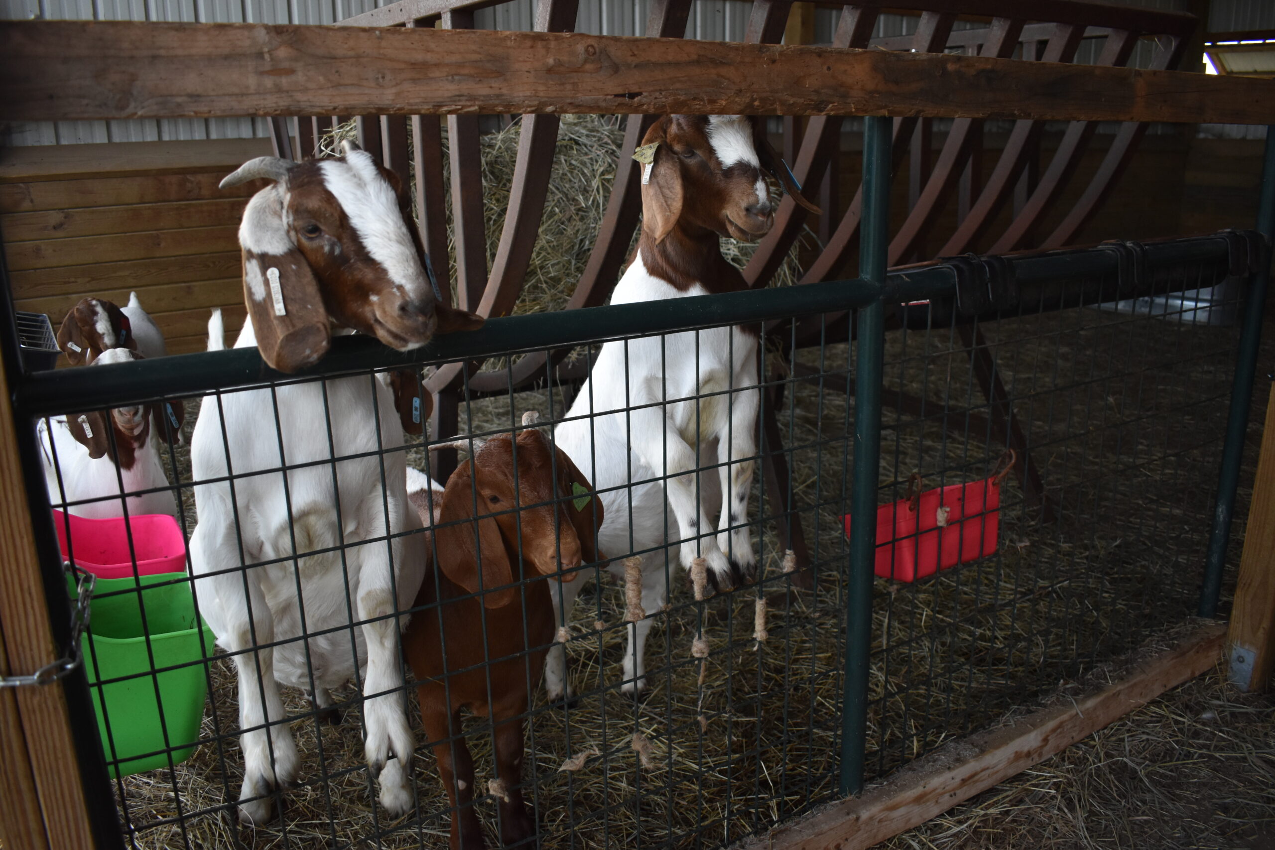 Raising goats gathers great gains for Bailey family | News, Sports ...
